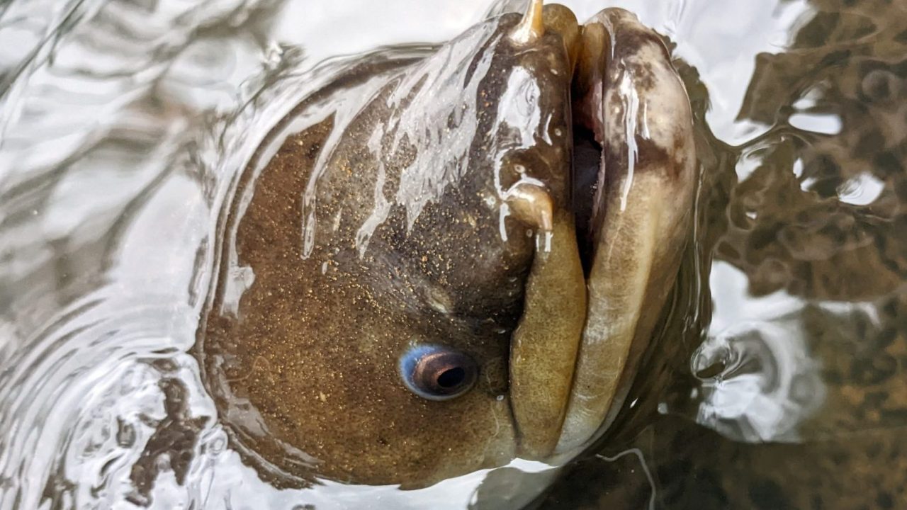 Species Spotlights: Fauna | Matuku Link