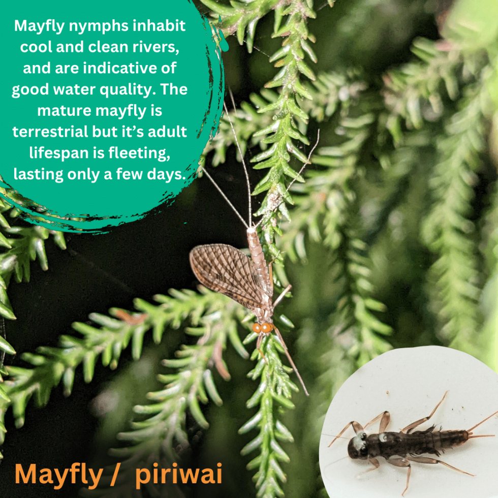 Wetland Nightlife: Insects and Arachnids | Matuku Link